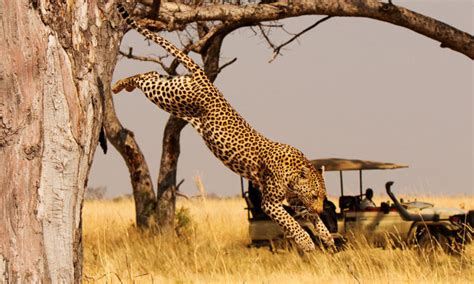 Akagera National Park Prices Akagera National Park Safaris Rwanda