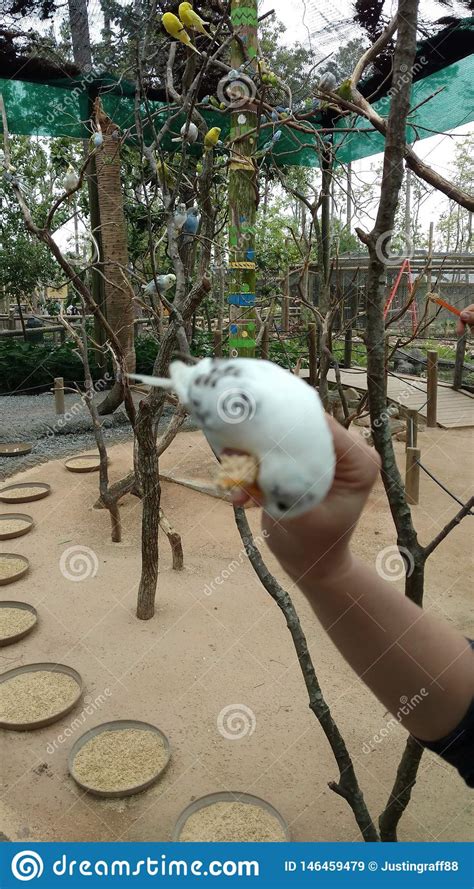P Jaros Cantantes Coloridos Encaramados En Los Palillos Y Ramas Que