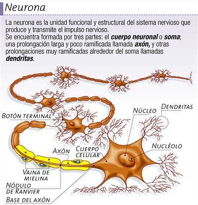 DIBUJOS IMAGENES BIOLOGIA SISTEMA APARATO DIBUJOS DE NEURONAS Y Sus PARTES