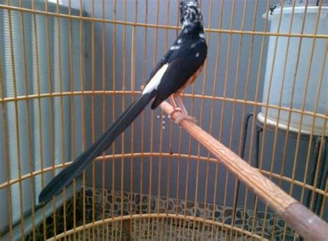 Burung Murai Batu Medan Asli Super Anak Murai Batu Medan Jenis Ekor