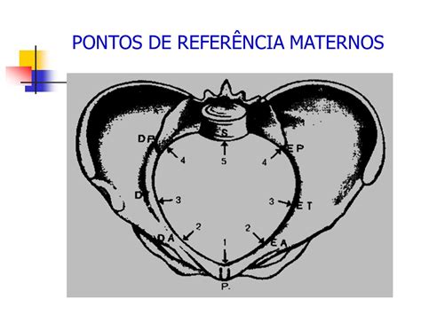 Apresenta O Cef Lica Dorso A Esquerda Librain