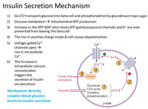 Biochemistry Final Flashcards Quizlet