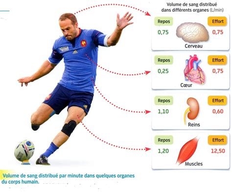 Chapitre 2 Conséquences et limites de leffort physique SVT Jules