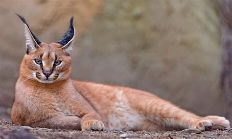 55 Razas de gatos populares tiernas y extrañas del mundo felino