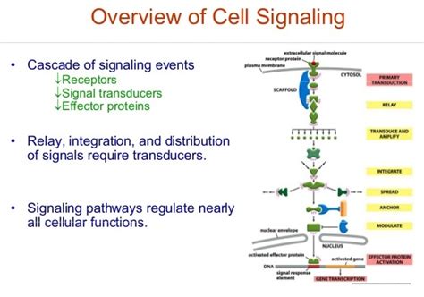 Types And Stages Of Cell Signaling Biology Dictionary