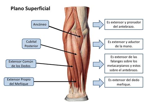 Musculos Antebrazo
