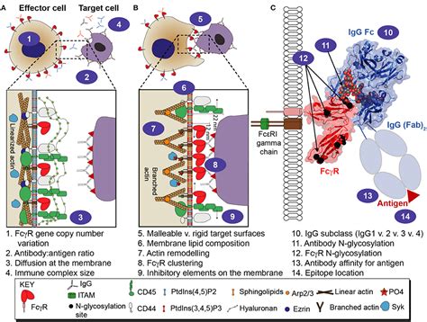 Frontiers Multiple Variables At The Leukocyte Cell Surface Impact Fc