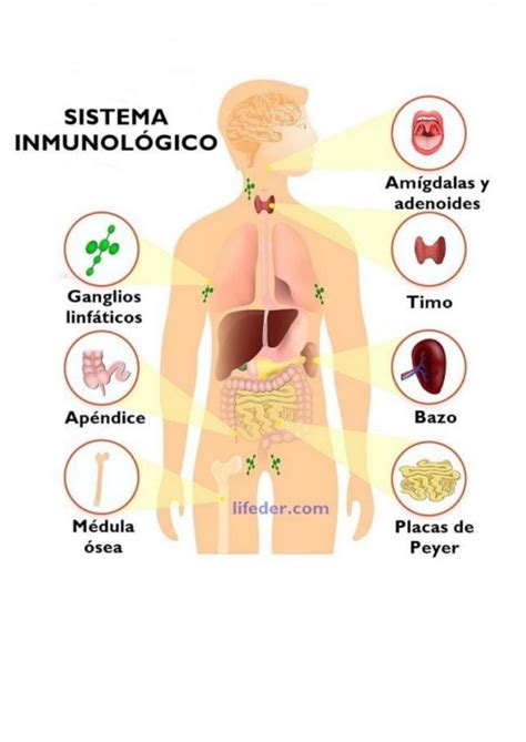 Sistema inmunológico qué es partes funciónes imágenes