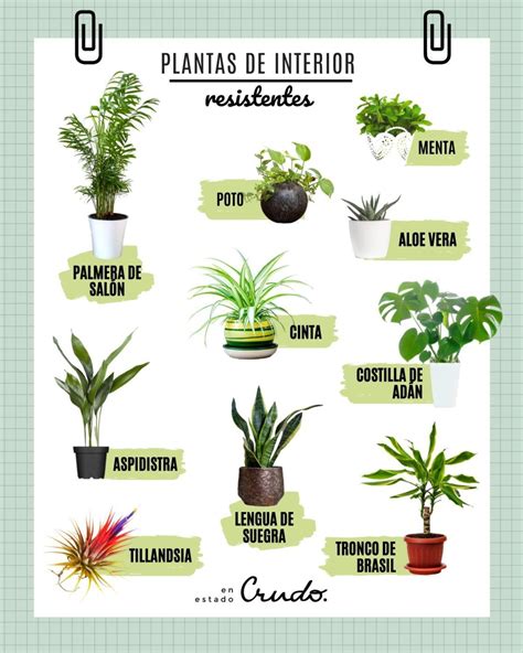 10 Plantas De Interior Resistentes Que Requieren Poca Luz Cultivo De