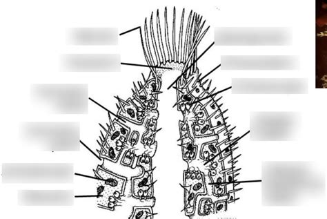 1 Sponge Parts Diagram Quizlet