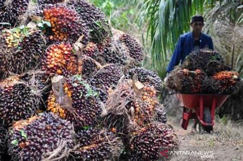 Harga Tandan Buah Segar Kelapa Sawit Riau Naik Rp22 74 Per Kg ANTARA News
