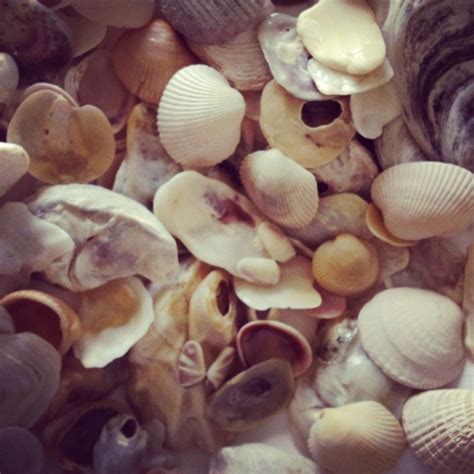 Shells Gathered From Wrightsville Beach Wrightsville Beach Beach