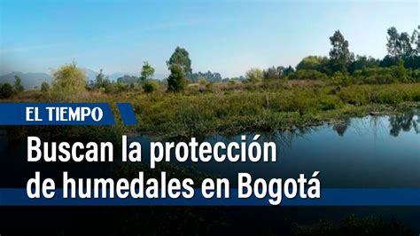Buscan la protección de humedales en Bogotá El Tiempo YouTube