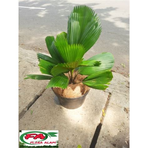 Jual Paket Tanaman Palem Kipas Palem Kol Shopee Indonesia