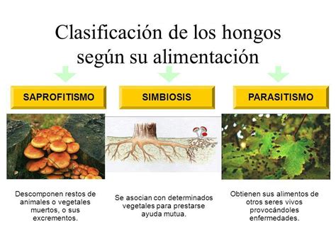 por su nutrición en que grupos se clasifican los hongos Brainly lat