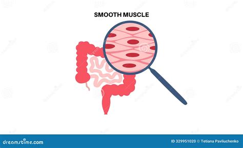 Smooth Muscle Tissue Stock Vector Illustration Of Organ