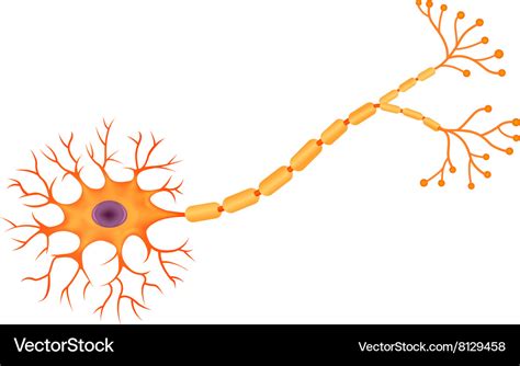 Cartoon Human Neuron Anatomy Royalty Free Vector Image