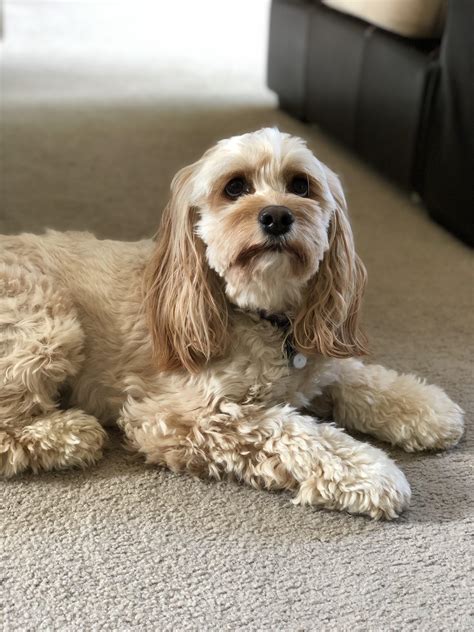 This Is Brooklyn Her Favorite Pastimes Include Chewing Up Socks And