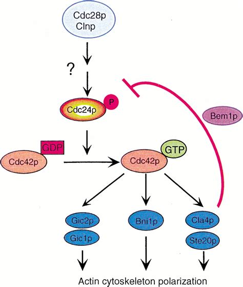 Temporal And Spatial Regulation Of Rho Type Guanine Nucleotide Exchange