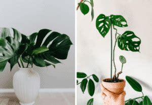 Monstera 5 Populära Arter Skötsel Guide Hemmanytt se