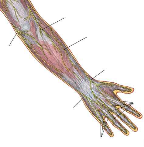 Posterior Cutaneous Nerves Forearm Hand Diagram Quizlet