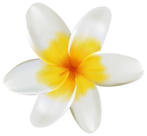 Plumeria Png Clipart Image Clip Art Free Clip Art Clipart Images