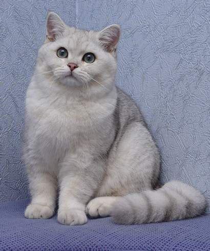 Britisch Kurzhaar Kitten Weiss Nehru Memorial