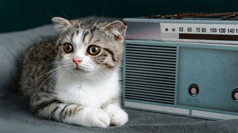 5 Razones Por Las Cuales Es BUENO Tener Un Gato En Casa Petlife