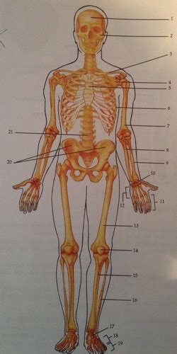 Entire Skeleton Flashcards Quizlet
