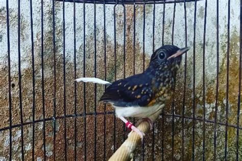 Cara Membedakan Murai Batu Jantan Dan Betina Burung Super