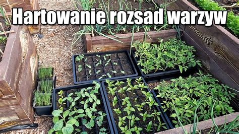 Hartowanie Rozsad Warzyw Przed Posadzeniem W Ogrodzie YouTube