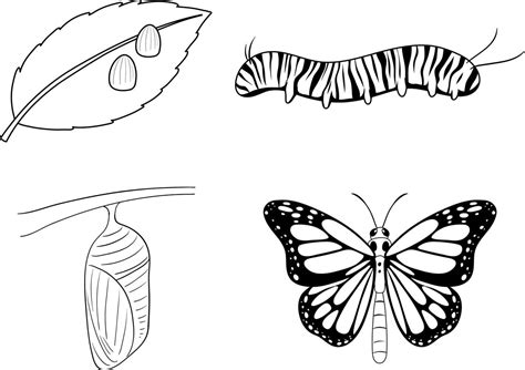 Life Cycle Of Monarch Butterfly Doodle Vector Art At Vecteezy