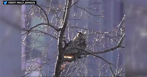 Eurasian Eagle Owl Flaco Remains On The Loose After Escaping Central