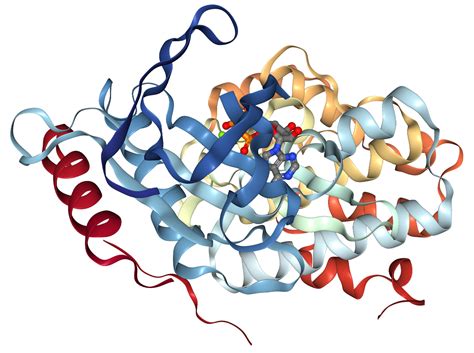 P38 Gamma MAPK12 Protein Overview Sino Biological