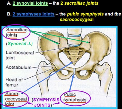 Flashcards Hip Anatomy And Biomechanics Quizlet