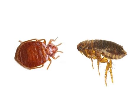 Différence entre les puces et les punaises de lit Traitement Punaises