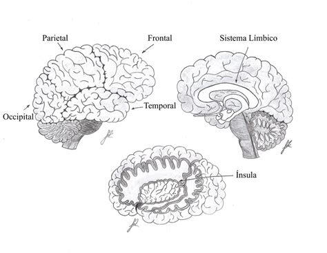 Imagen 2 2 Lóbulos del cerebro Download Scientific Diagram