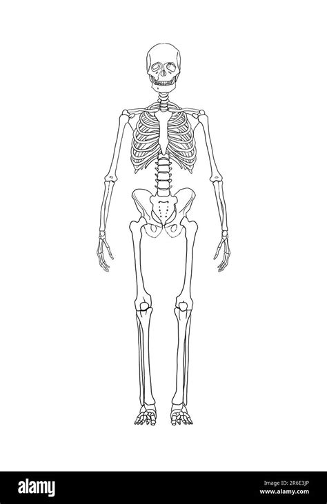 Diagrama De Huesos De La Mano