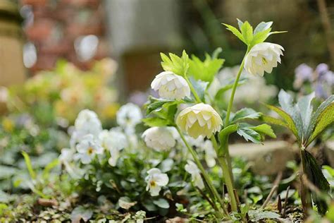 Gardenstory