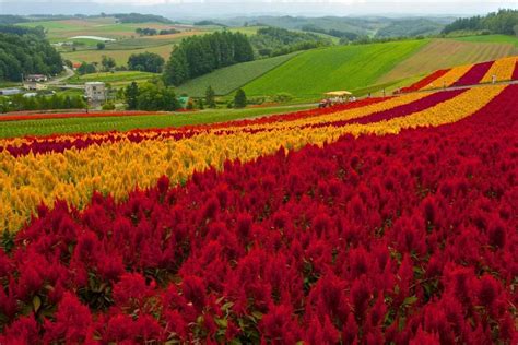 6 campos de flores que debes visitar en Hokkaido Japón K magazine