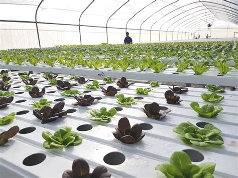 Hidroponía Canal Vertical Cultivo Hidropónico Nft Sistema De Tubo De