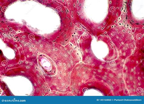 Histology Of Human Compact Bone Tissue Under Microscope View For