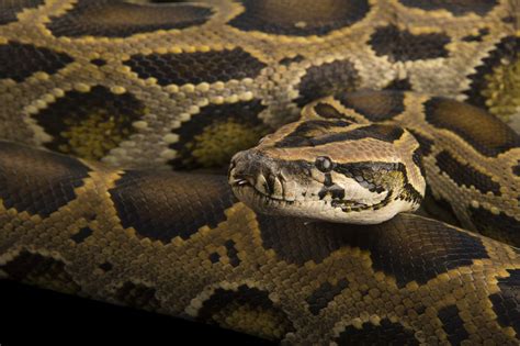 Burmese Python Full Grown