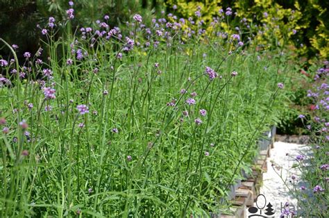 Verbena Bonariensis Werbena Patago Ska