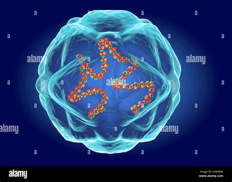 Pericarditis fotografías e imágenes de alta resolución Alamy