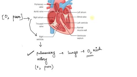 The Cardiac Cycle Human Heart Anatomy Diastole Atrial Systole And