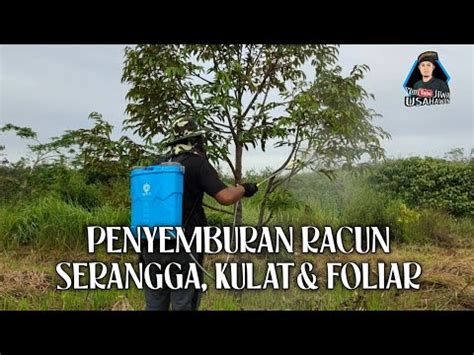 Penyemburan Racun Serangga Kulat Dan Baja Foliar Pokok Durian YouTube