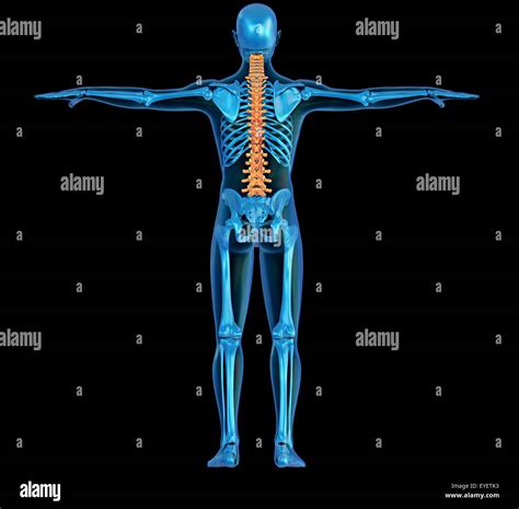 Human Body Skeleton X Ray