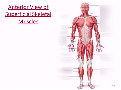 Diagram Of Anterior View Of Superficial Skeletal Muscles Part 3 Quizlet