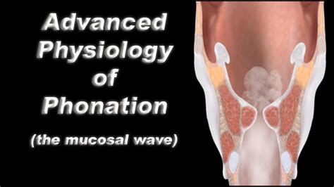 Advanced Physiology Of Human Voice Production The Vocal Fold Mucosal